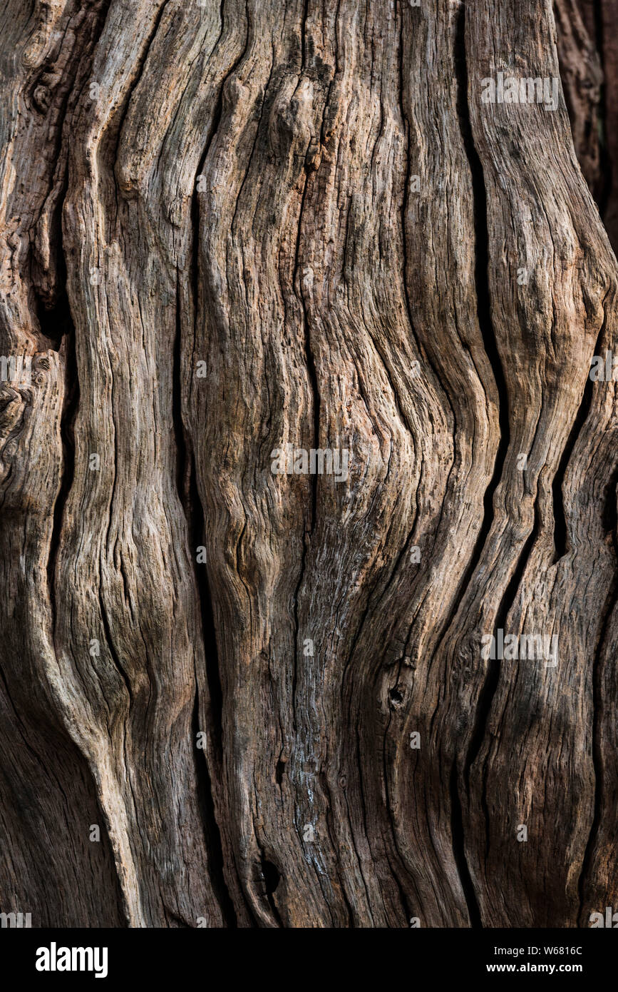 Split cracked tactile trunk hi-res stock photography and images - Alamy