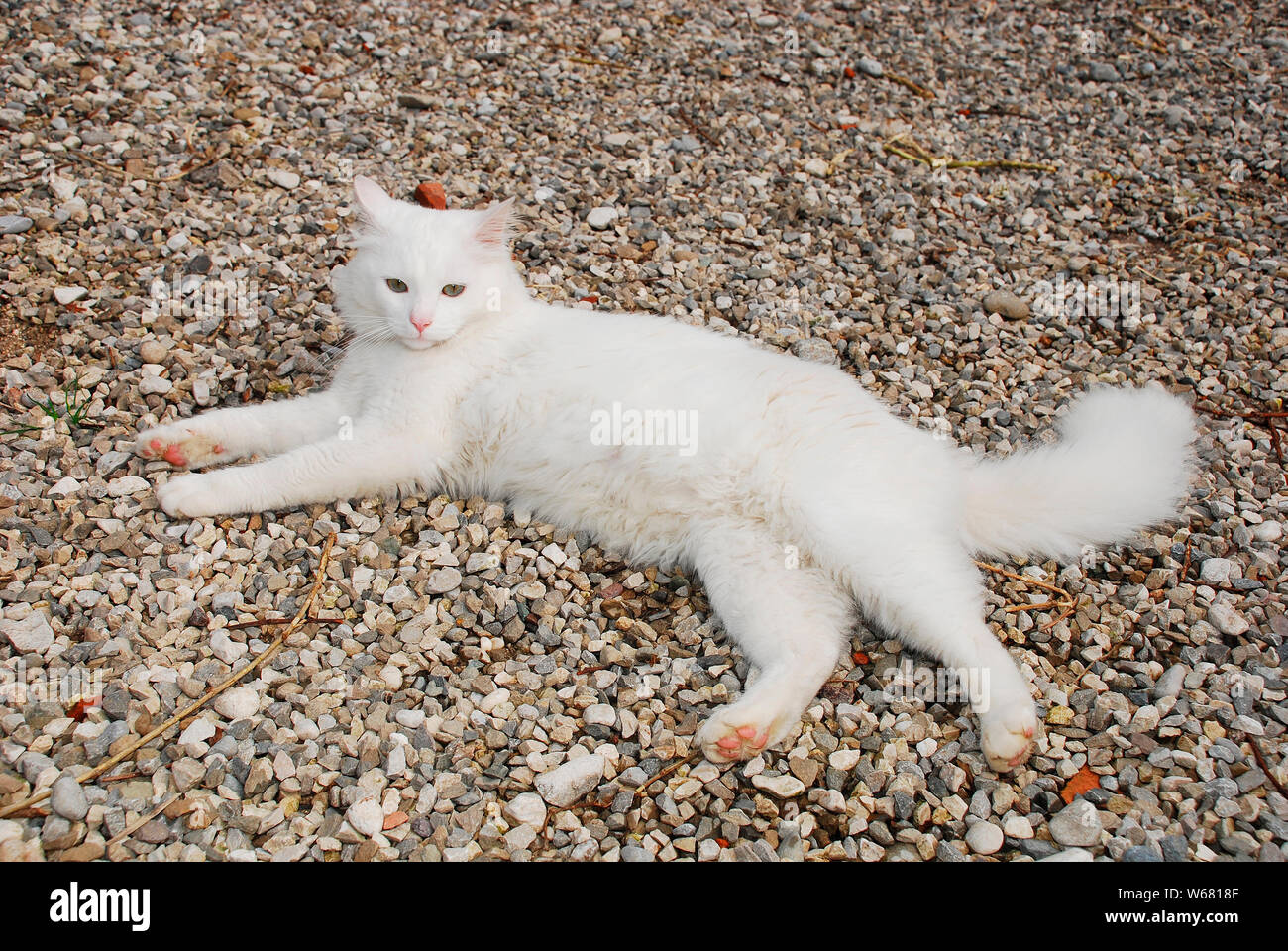 An 18 month old white tom cat relaxing on loose stone ground in north ...