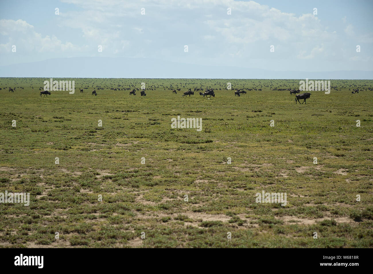 Wildebeest migration in the Ndutu area, Serengeti ecosystem Stock Photo ...