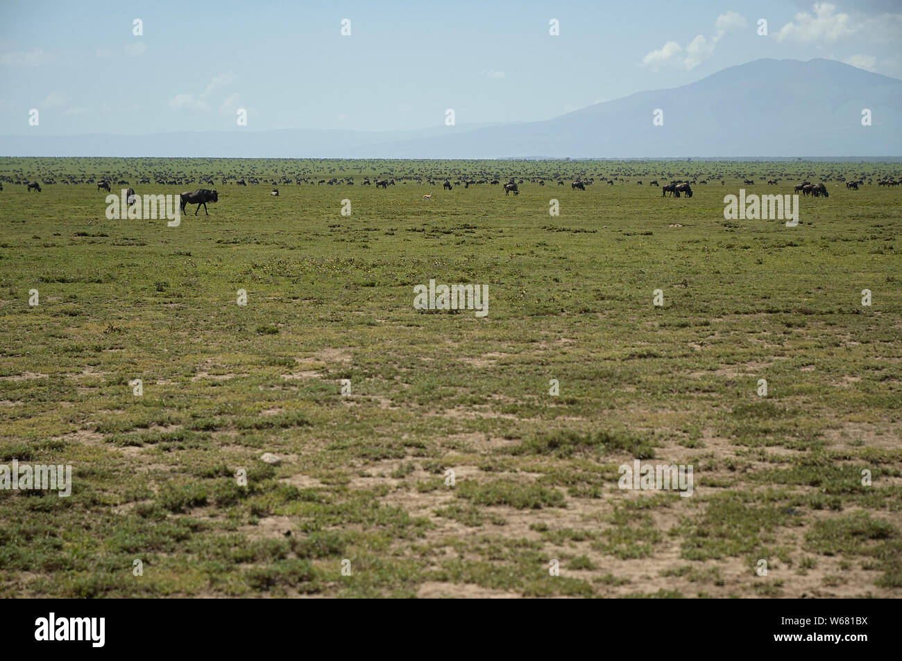 Wildebeest migration in the Ndutu area, Serengeti ecosystem Stock Photo ...
