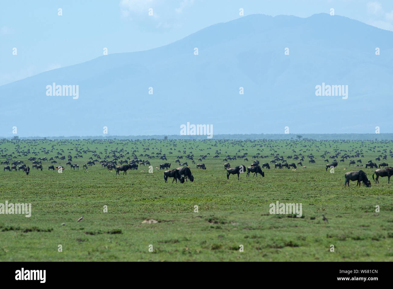 Wildebeest migration in the Ndutu area, Serengeti ecosystem Stock Photo ...