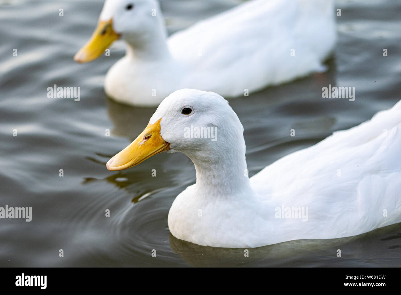 The aylesbury duck is a breed of domesticated duck hi-res stock ...
