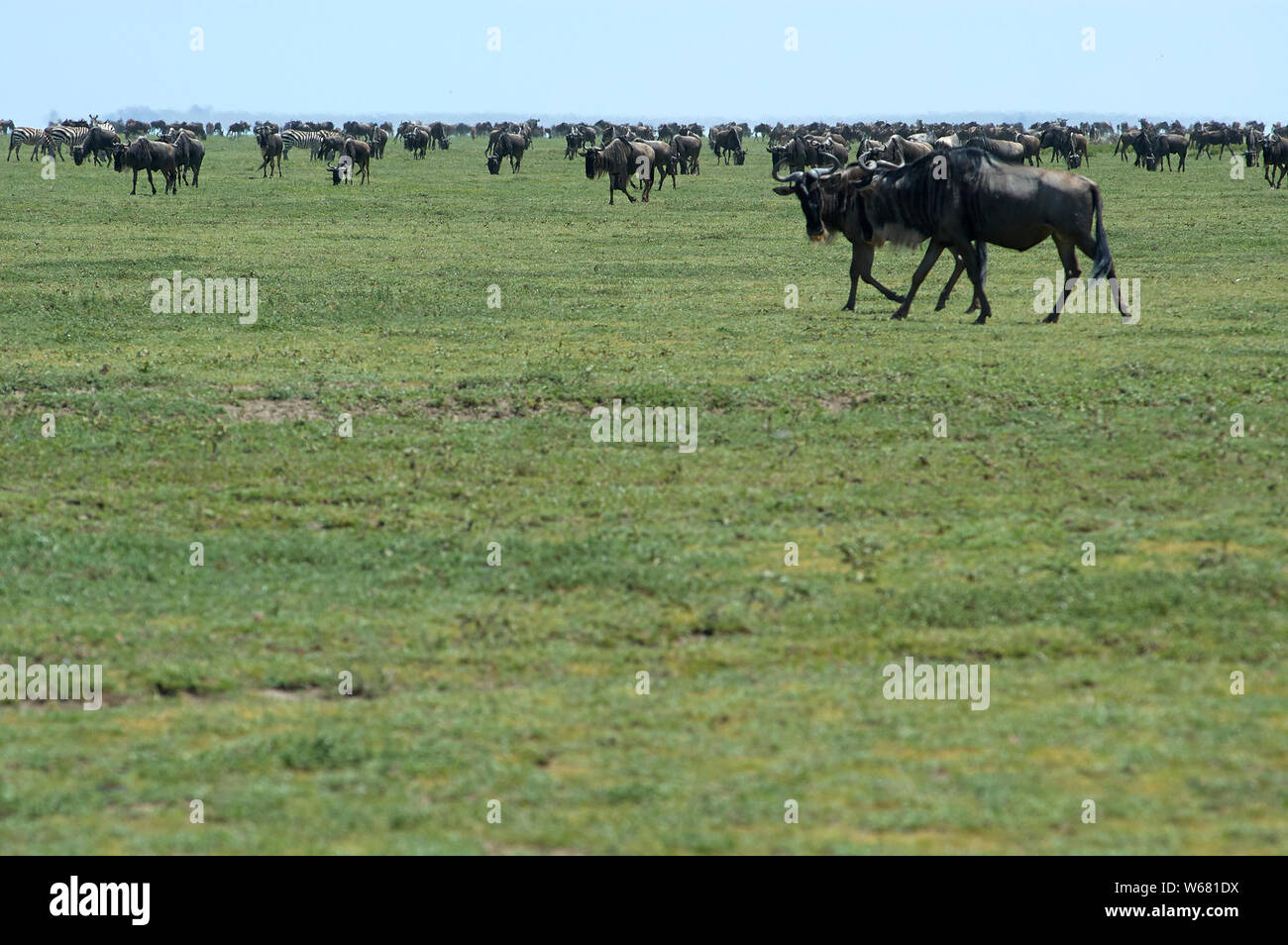 Wildebeest migration in the Ndutu area, Serengeti ecosystem Stock Photo ...