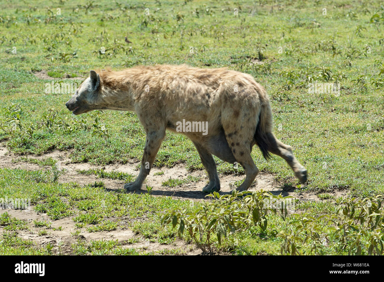 Female hyena with an over-size large or heavenly infected udder Stock ...