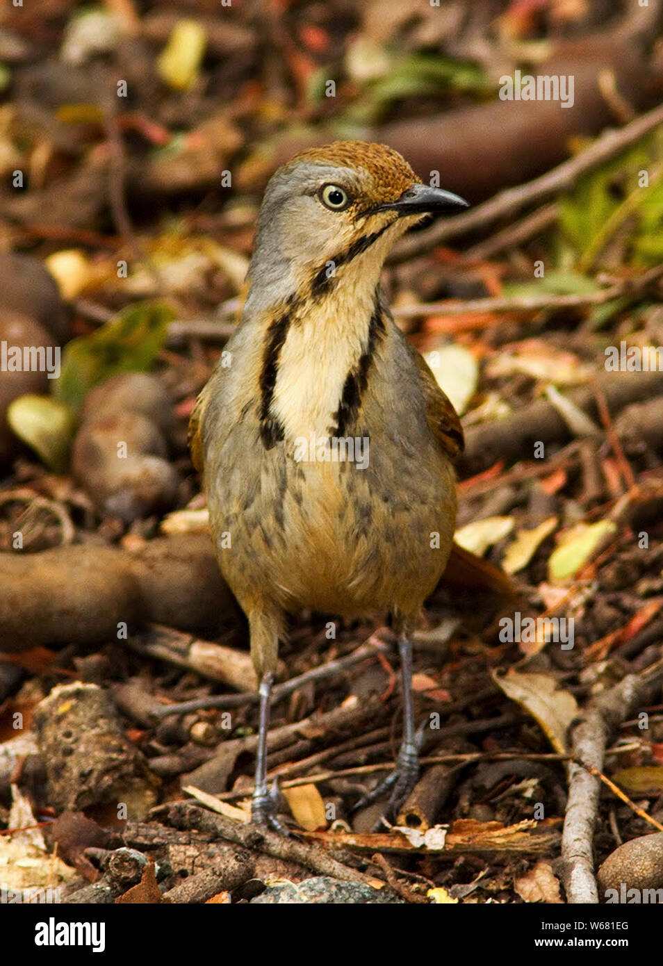 The beautiful song of the Collared Palm Thrush is often the only ...