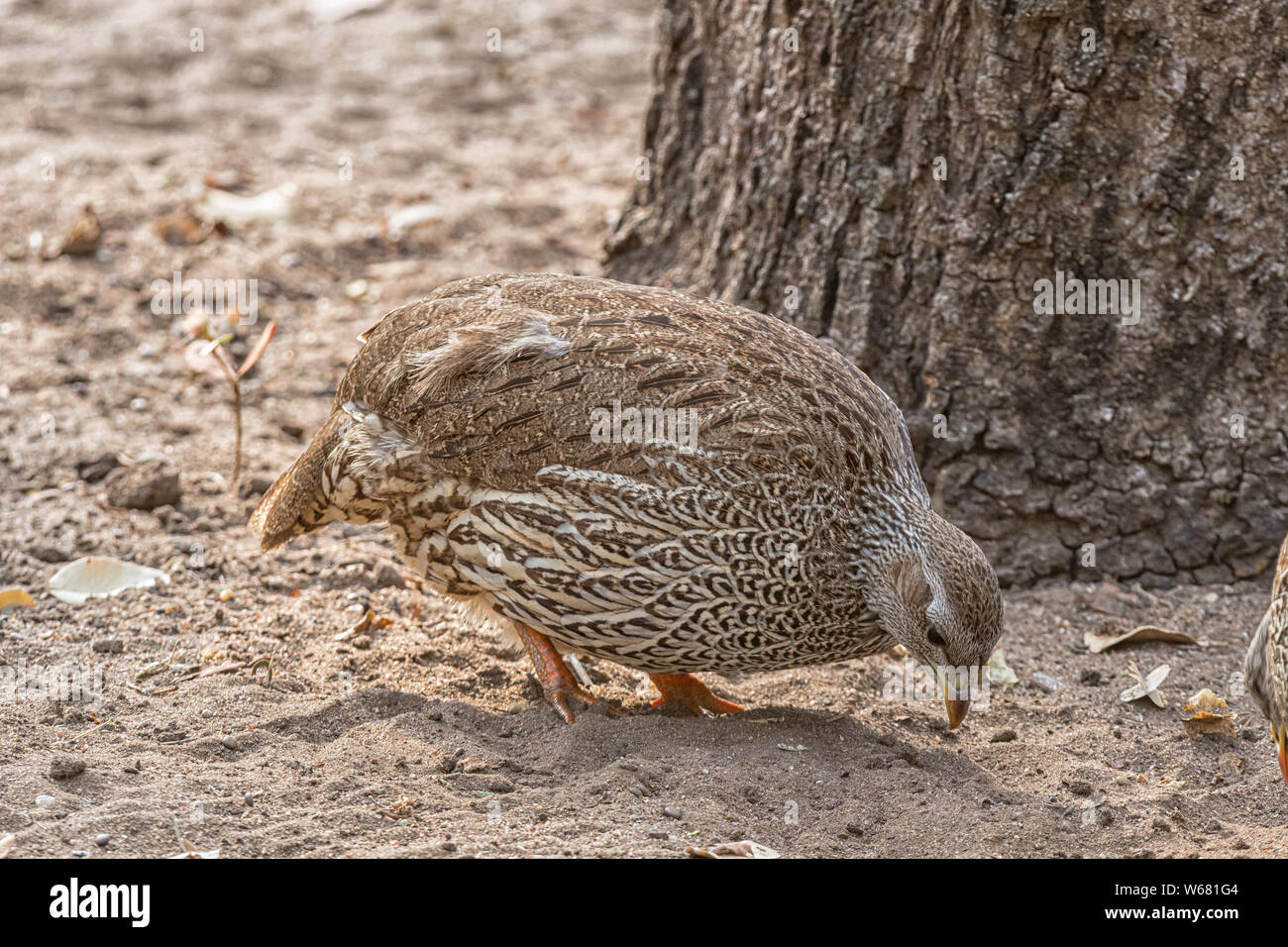 Pternistis Natalensis High Resolution Stock Photography and Images - Alamy