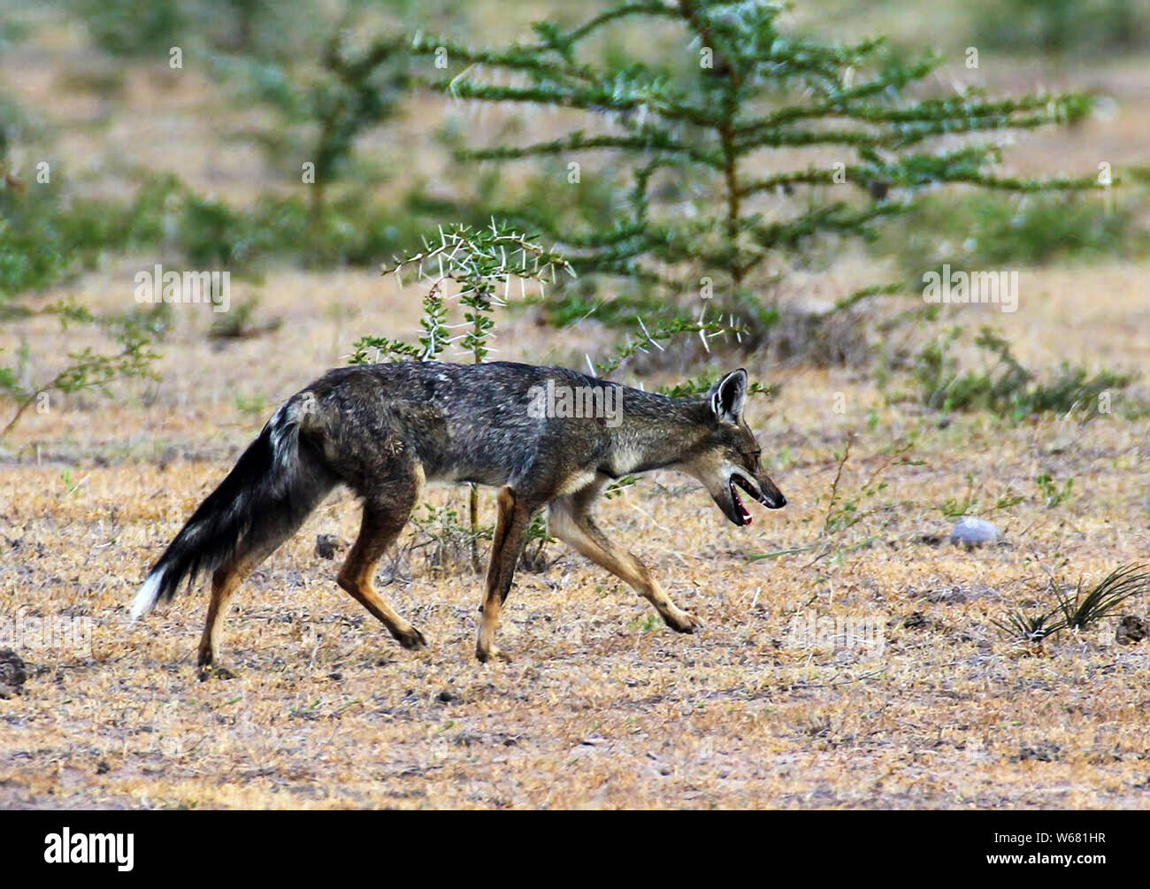 Side Striped Jackal High Resolution Stock Photography and Images - Alamy