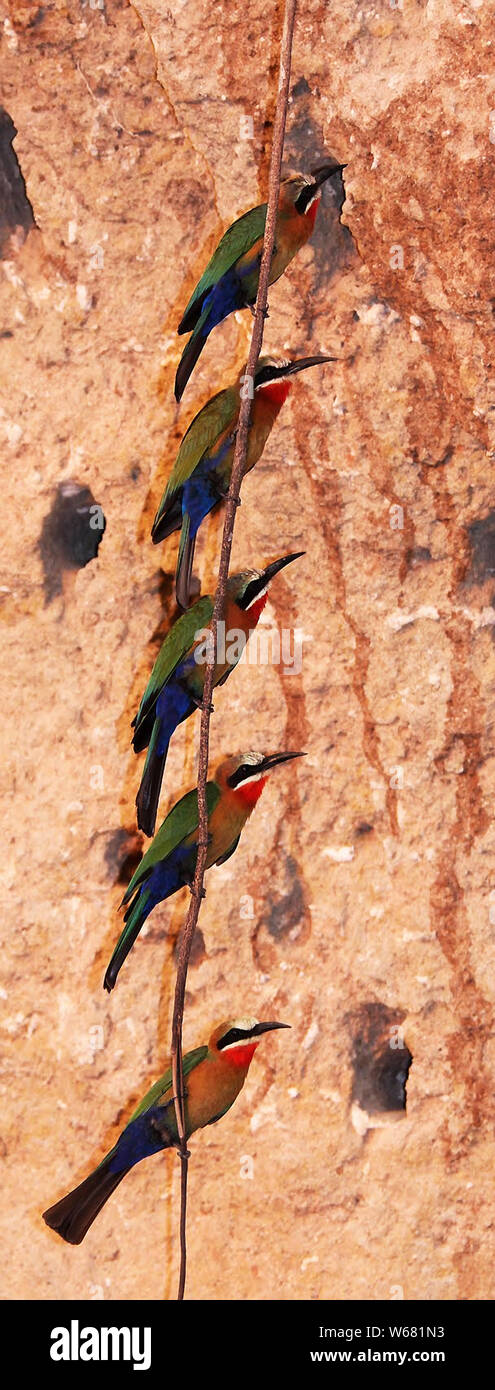 The White-fronted Bee-Eater is a widespread colonial nesting member of ...