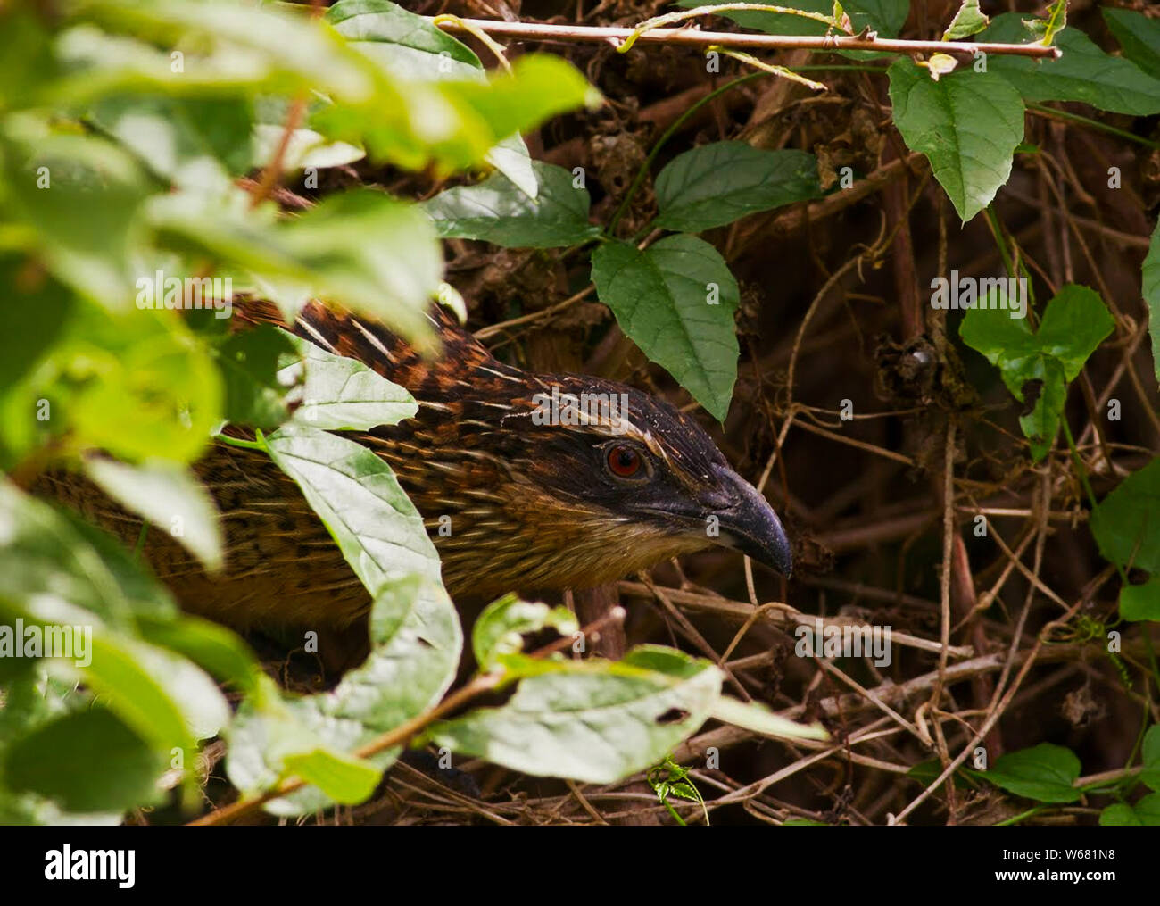 Cumberome hi-res stock photography and images - Alamy