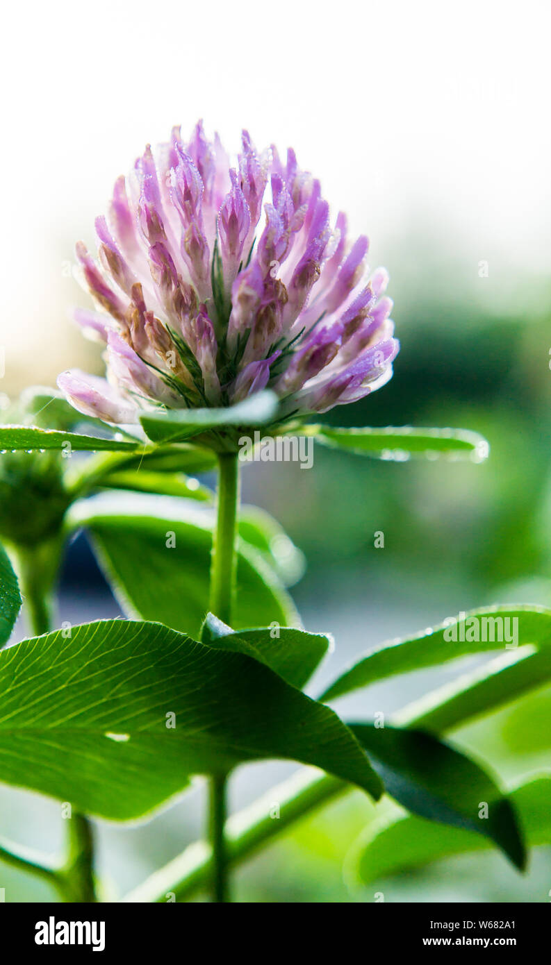 Clover plant hi-res stock photography and images - Alamy