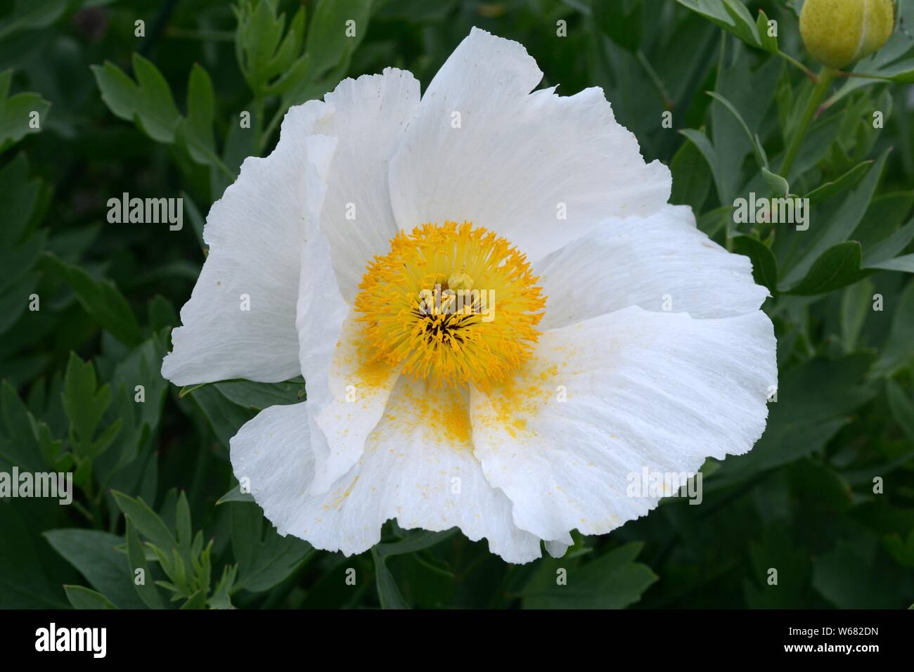 Romneya coulteri large white flower of the Californian Poppy Tree Stock ...