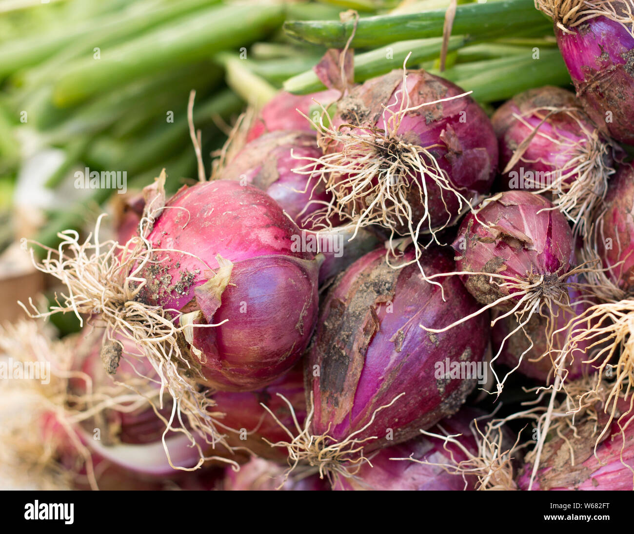 Sweet onions on sale hi-res stock photography and images - Alamy