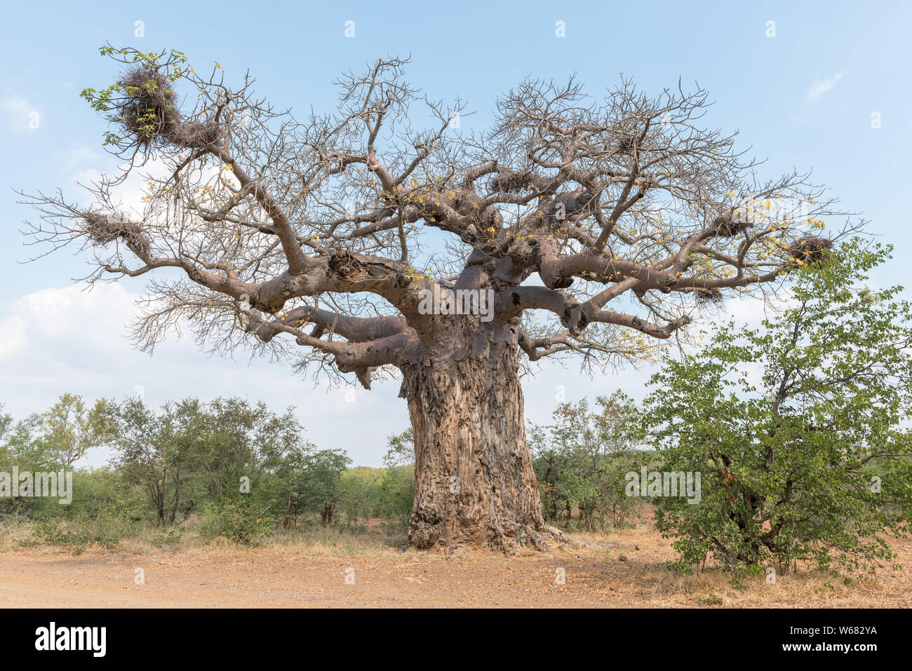 A baobab tree, Adansonia digitata, also called upside-down tree. Bird ...