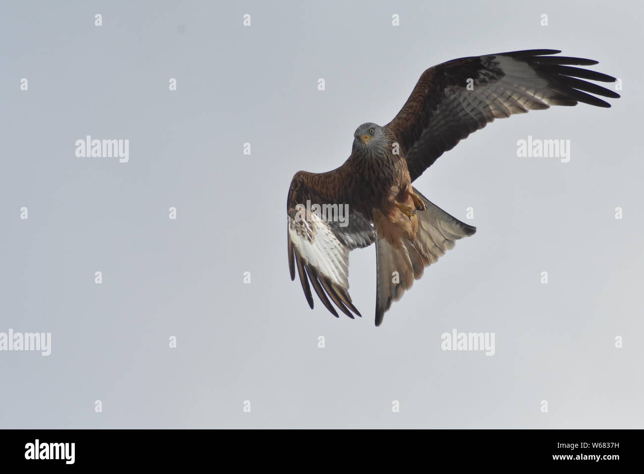 Welsh wildlife hi-res stock photography and images - Alamy