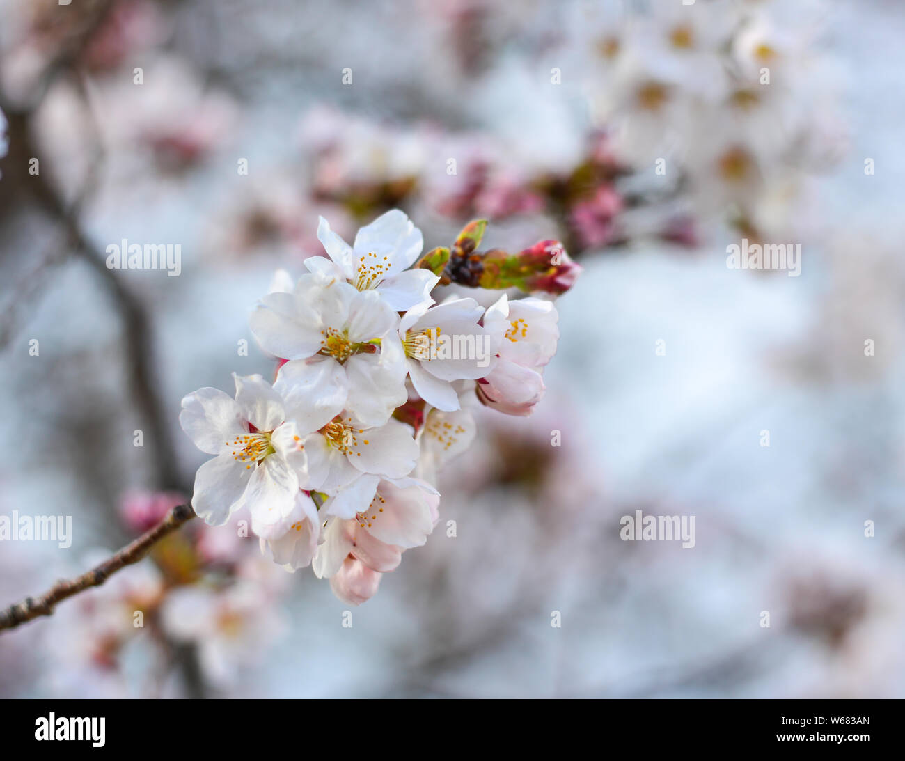 Cherry blossom (hanami) in Kyoto, Japan. Cherry blossom festivals are ...