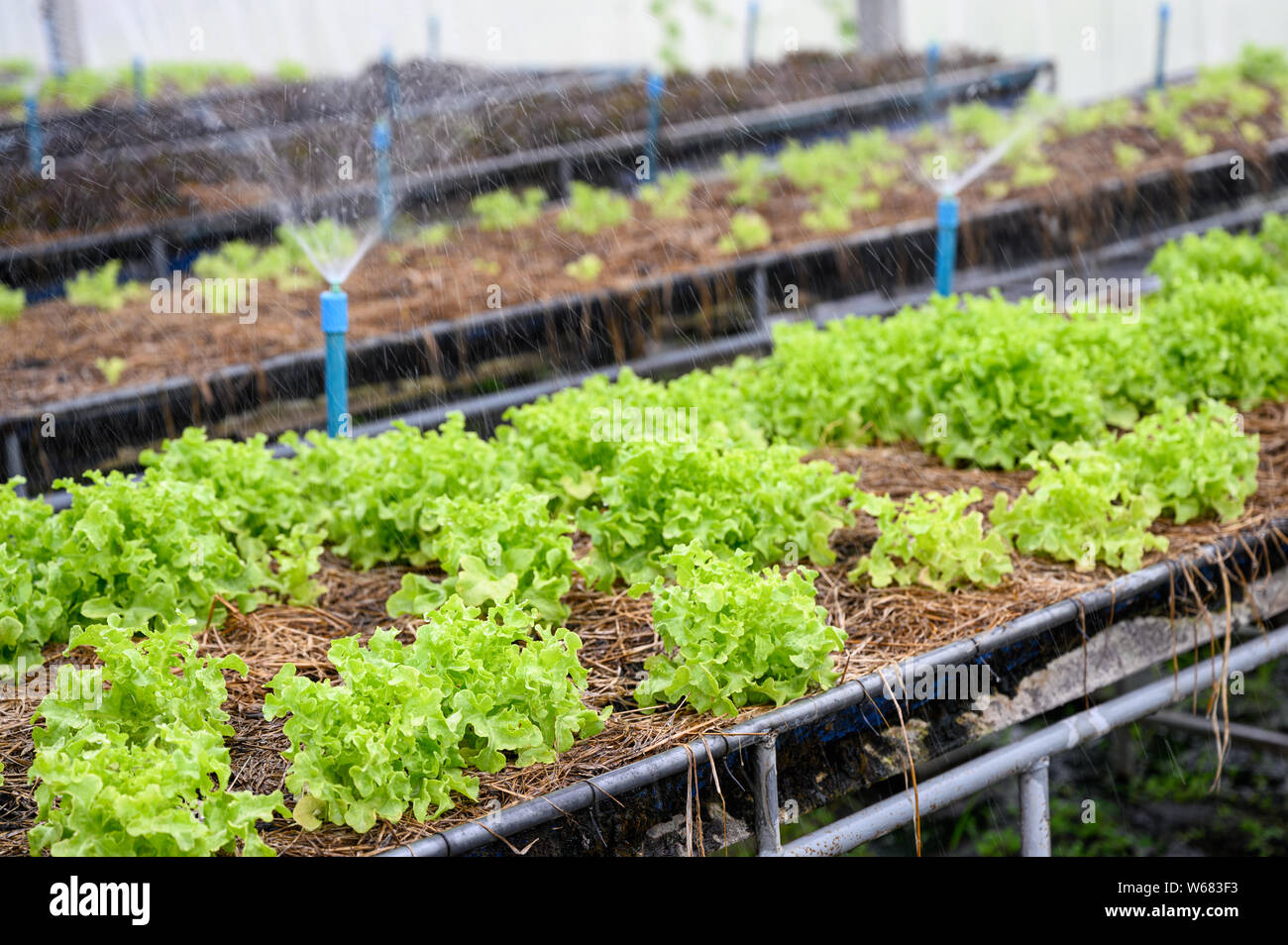 Watering organic green oak lettuce in plantation Stock Photo - Alamy