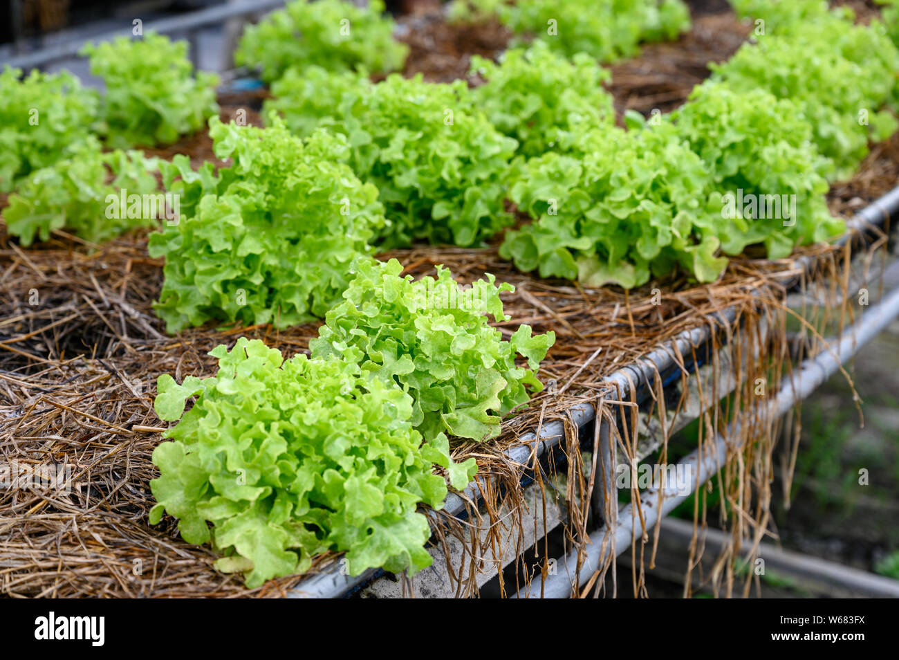 Watering organic green oak hi-res stock photography and images - Alamy
