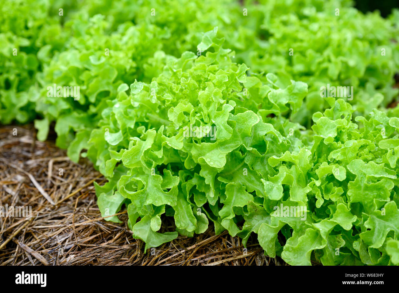 Farming organic green oak lettuce in plantation Stock Photo - Alamy