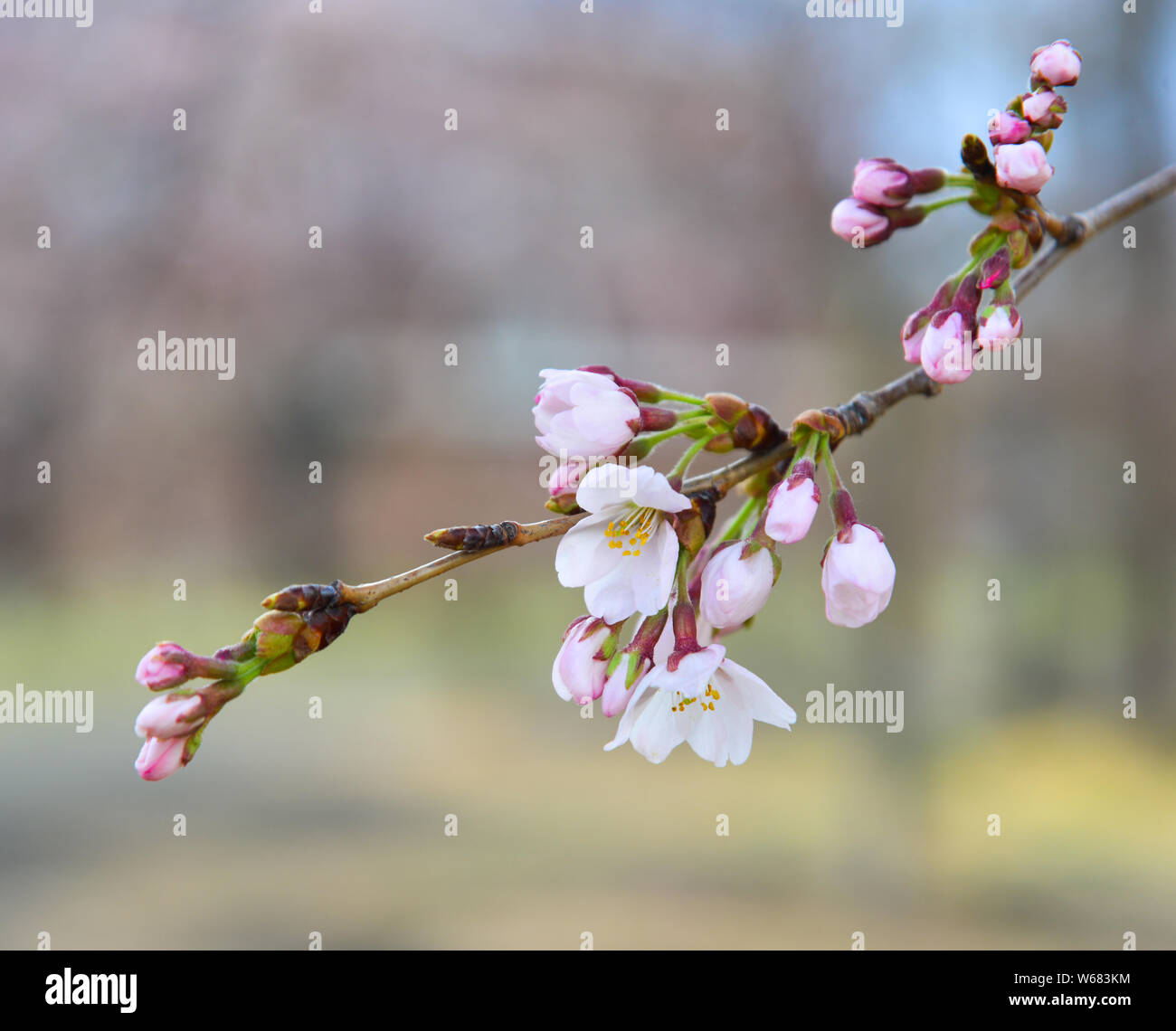 Cherry blossom (hanami) in Kyoto, Japan. Cherry blossom festivals are ...