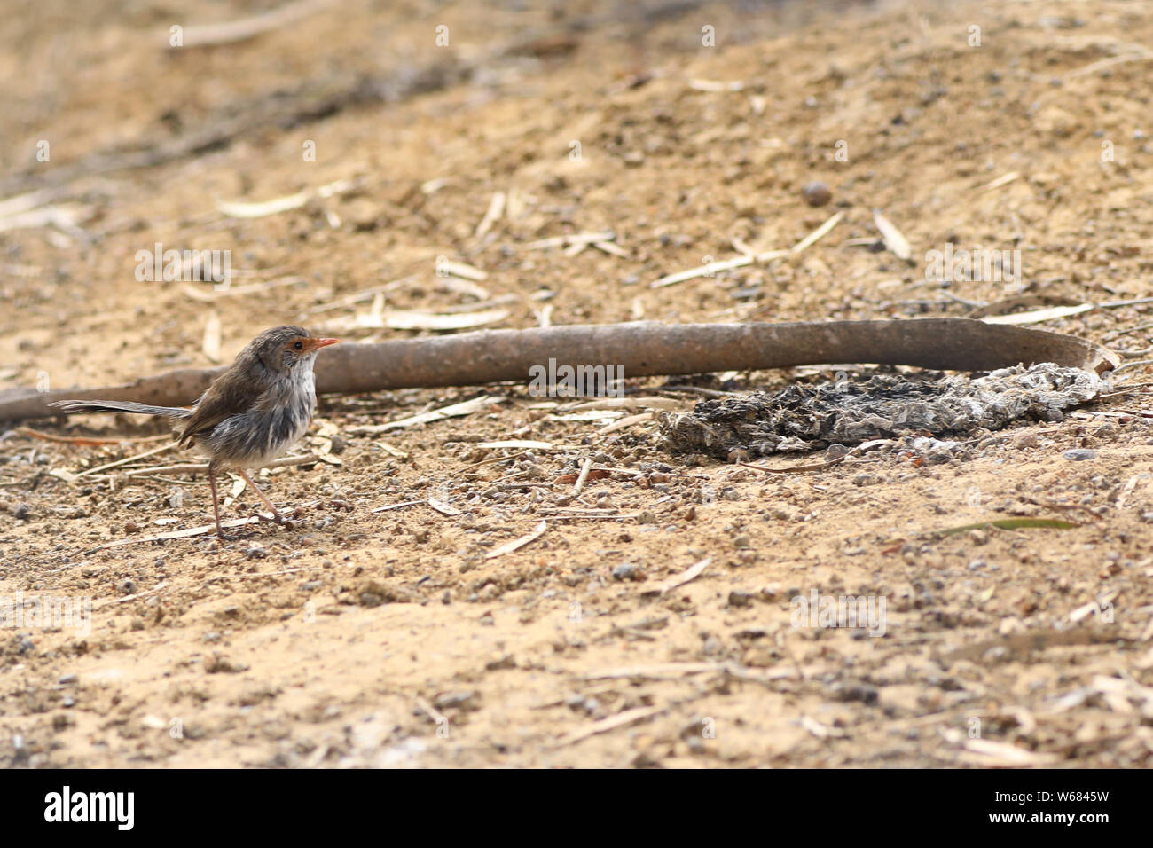 Superb fairywren malurus cyaneus hi-res stock photography and images ...