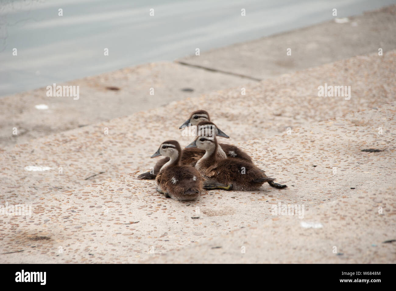 Birds huddling together hi-res stock photography and images - Alamy