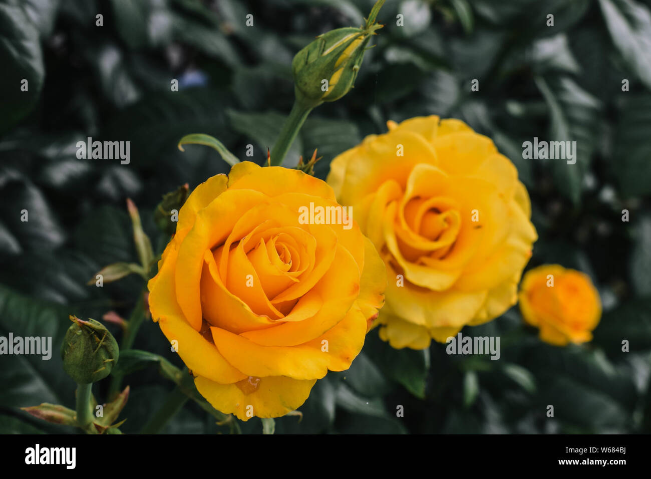 Blooming yellow rose. The garden in which the rose grows Stock Photo ...