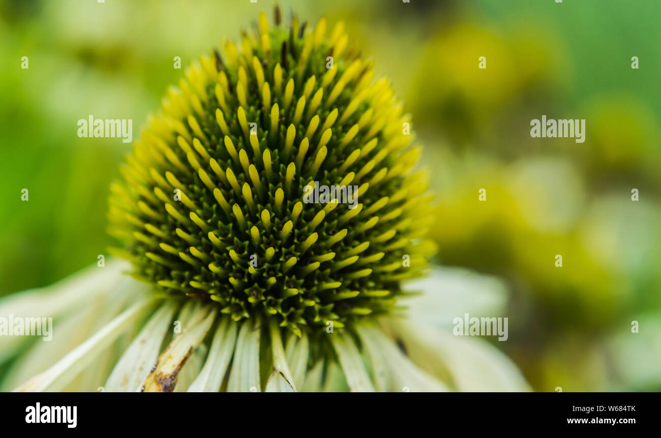 Blossoming flower hi-res stock photography and images - Alamy