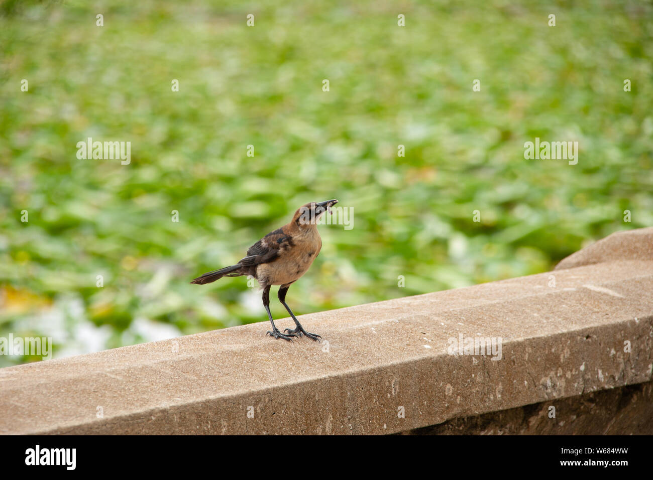 Worm eating bird hi-res stock photography and images - Alamy