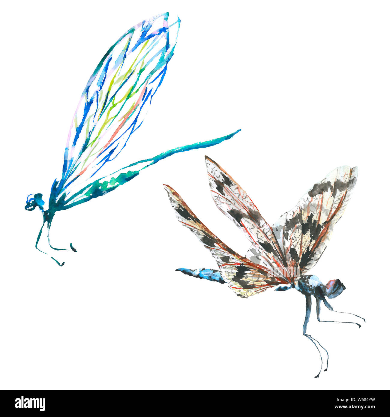 Exotic dragonfly wild insect. Watercolor background illustration set ...