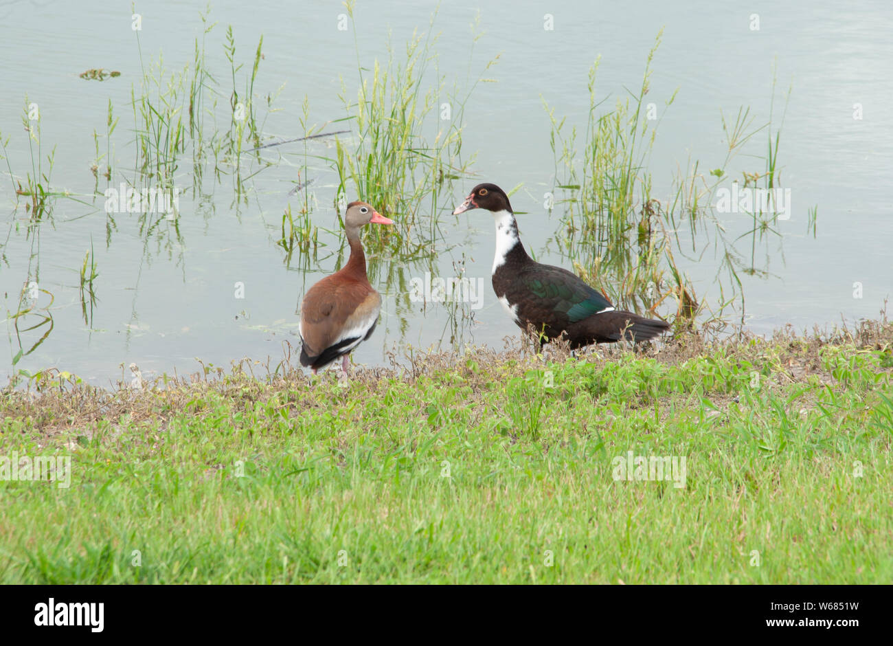 Two different kinds of ducks hanging together Stock Photo - Alamy