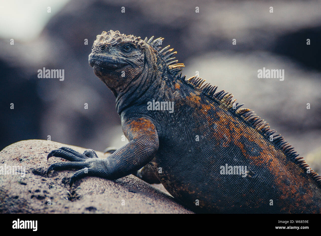 Leguan lizard hi-res stock photography and images - Alamy