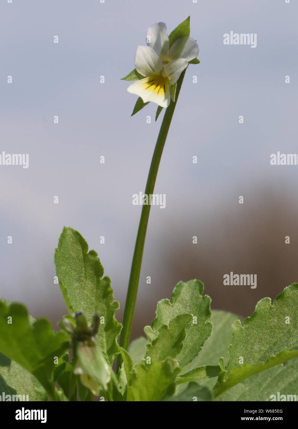 Field pansy (Viola arvensis) growing in a meadow. Bedgebury Forest ...