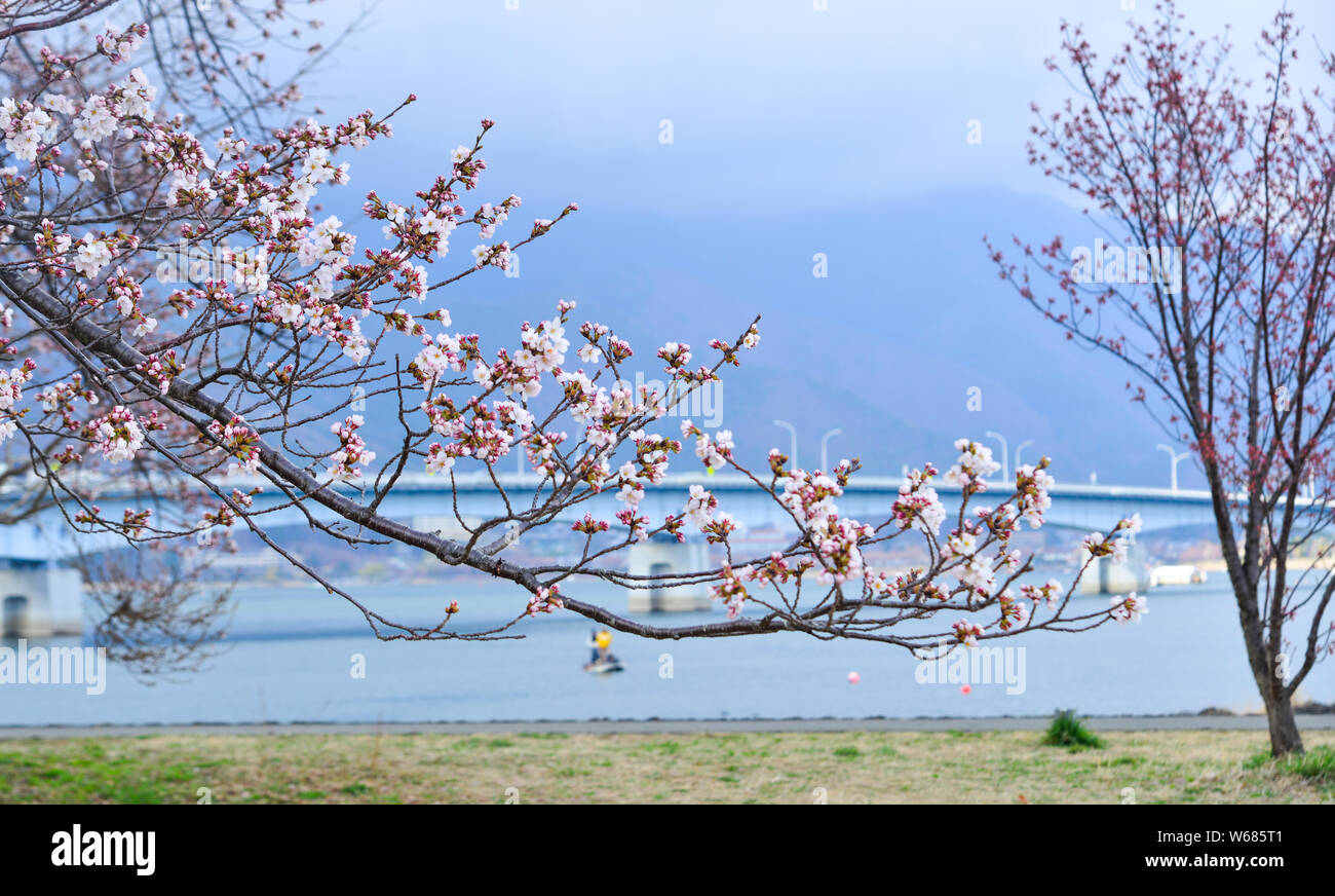 Cherry blossom (hanami) in Kyoto, Japan. Cherry blossom festivals are ...
