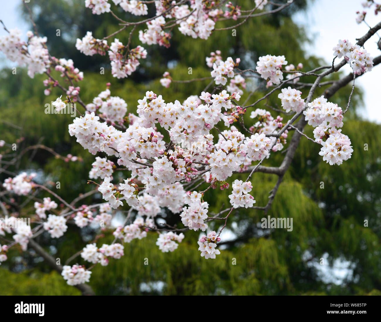 Cherry blossom (hanami) in Kyoto, Japan. Cherry blossom festivals are ...