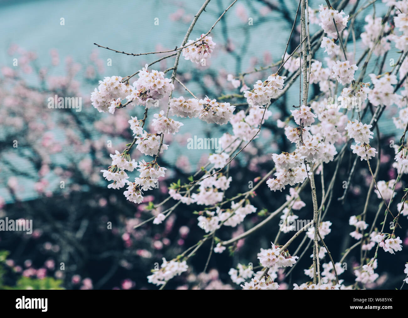 Cherry blossom (hanami) in Kyoto, Japan. Cherry blossom festivals are ...
