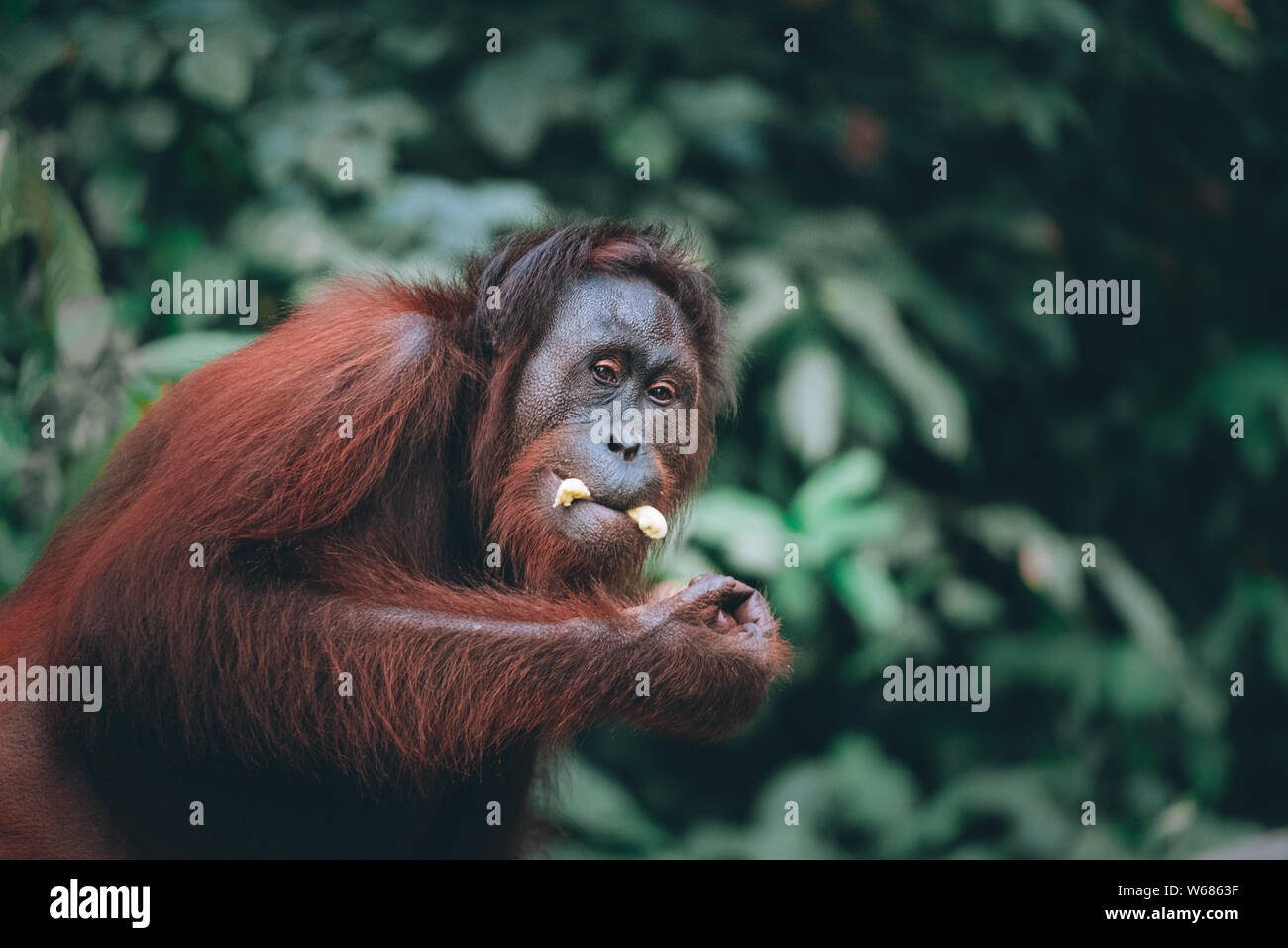 orang utan in the jungle eating banana Stock Photo - Alamy