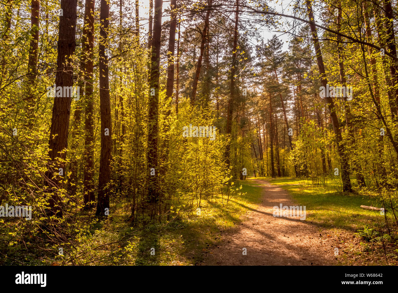 Scene of beautiful sunset or sunrise at spring-summer pine forest with ...