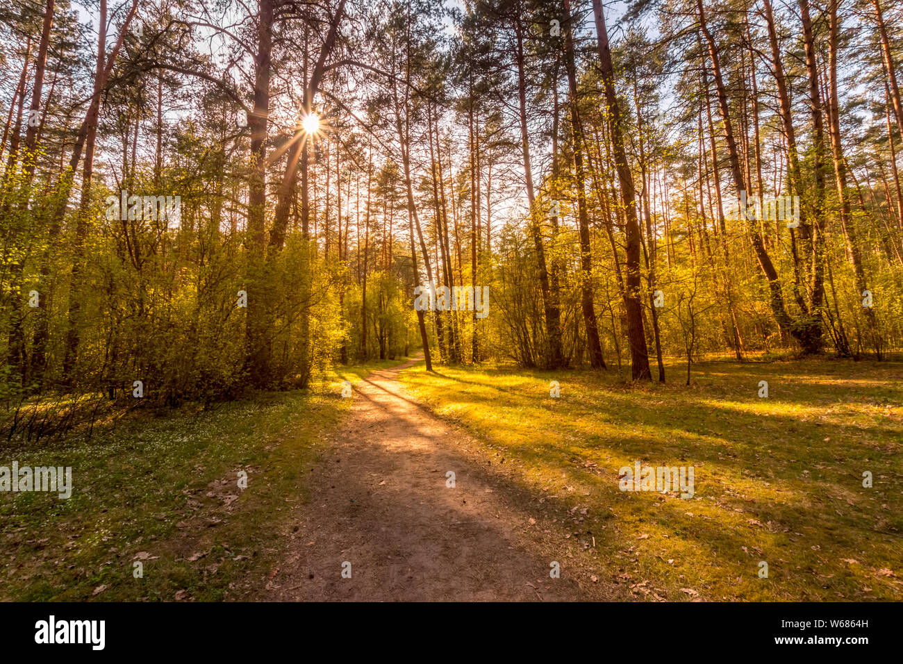 Scene of beautiful sunset or sunrise at spring-summer pine forest with ...