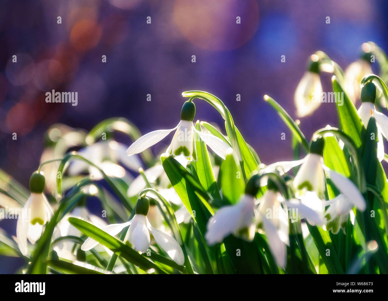 Snowdrop banner hi-res stock photography and images - Alamy