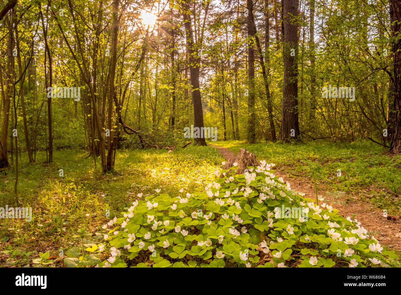 Sunlightsunbeam hi-res stock photography and images - Alamy