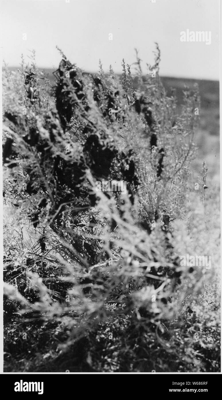 Anabrus simplex Black and White Stock Photos & Images - Alamy