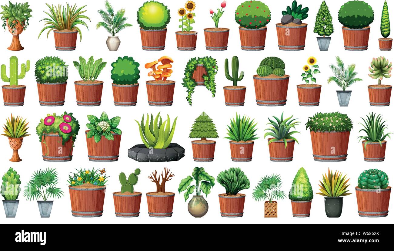 Collection of potted plants on white illustration Stock Vector Image ...