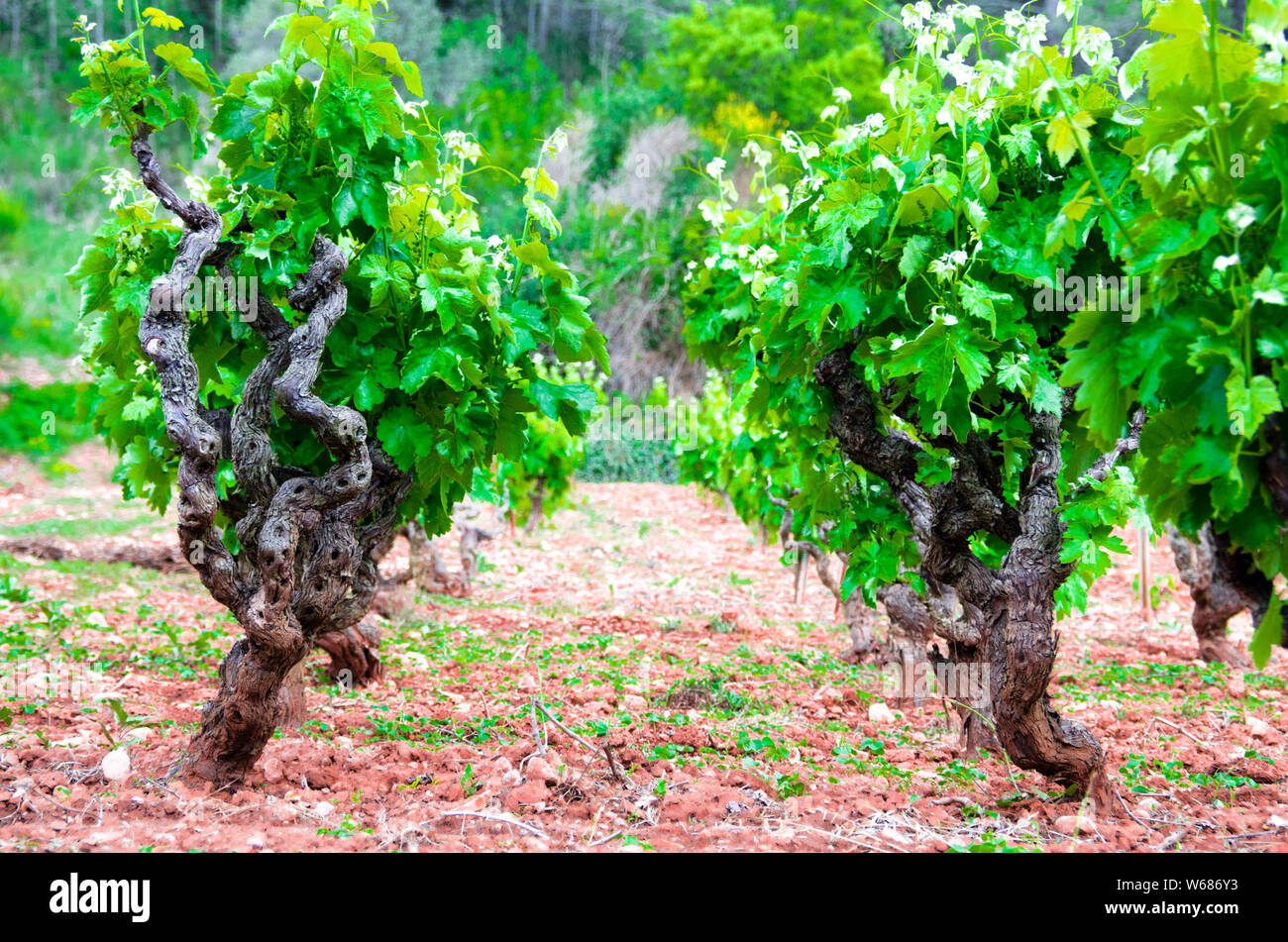Yard of the month hi-res stock photography and images - Alamy