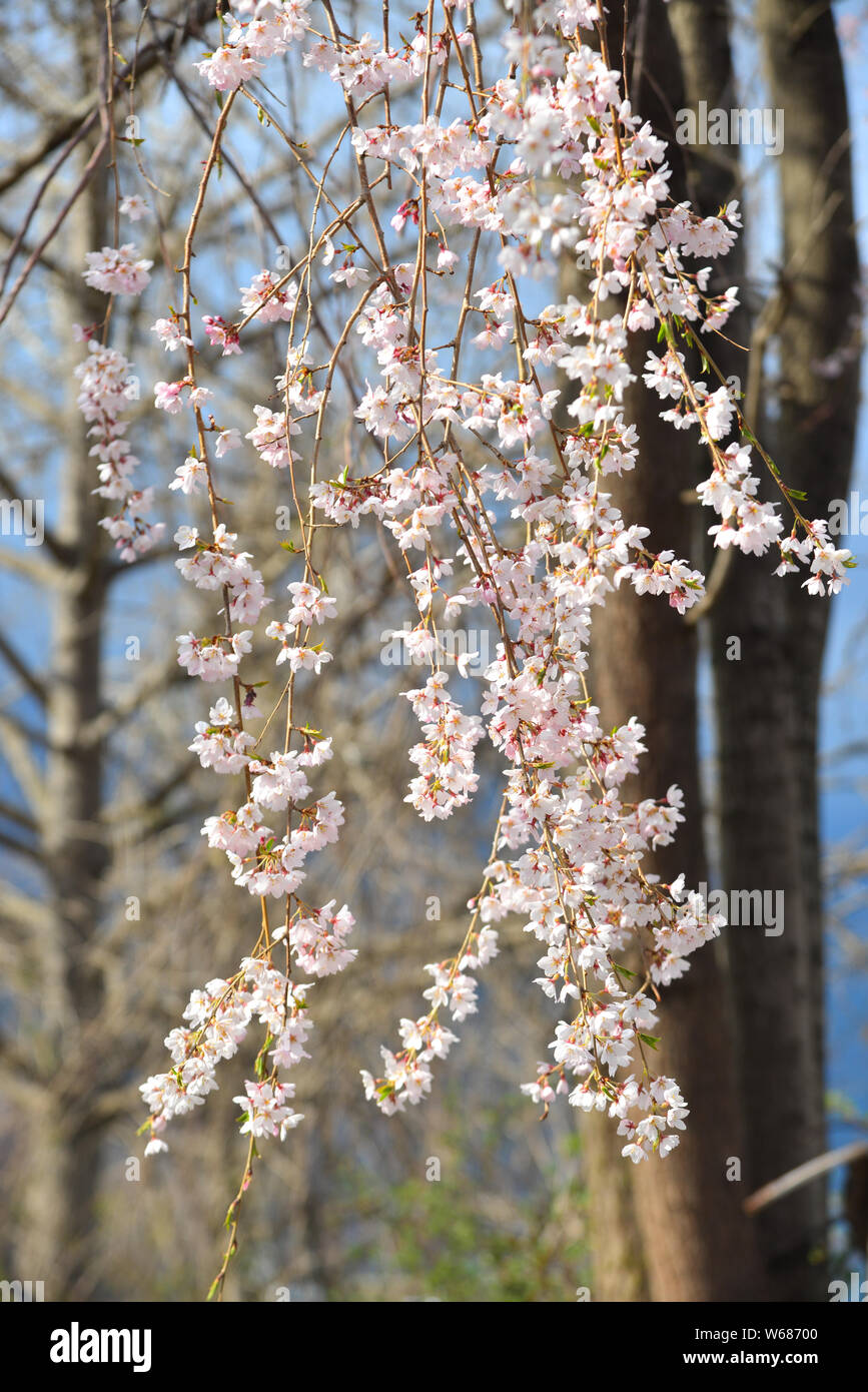 Cherry blossom (hanami) in Kyoto, Japan. Cherry blossom festivals are ...