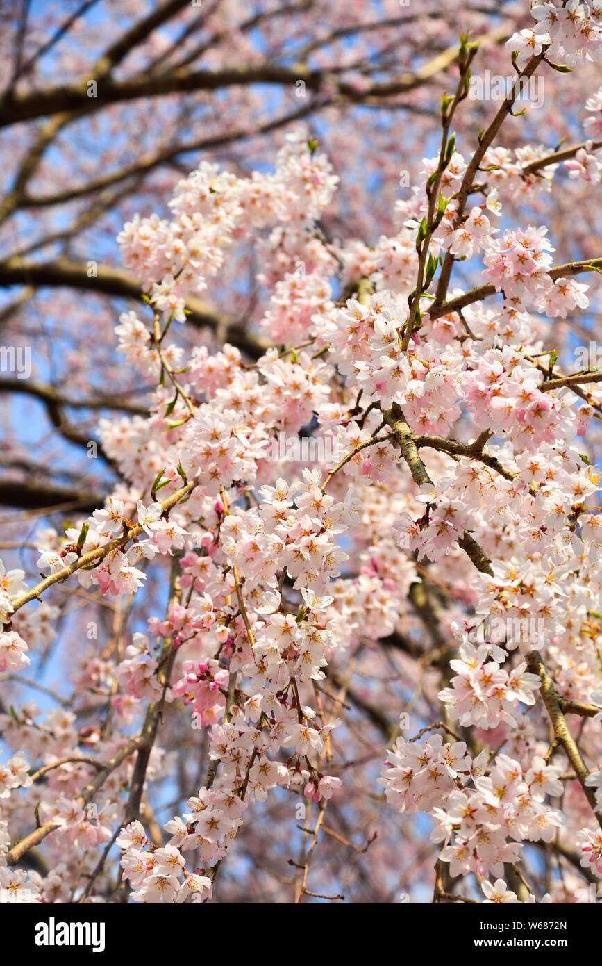 Cherry blossom (hanami) in Kyoto, Japan. Cherry blossom festivals are ...