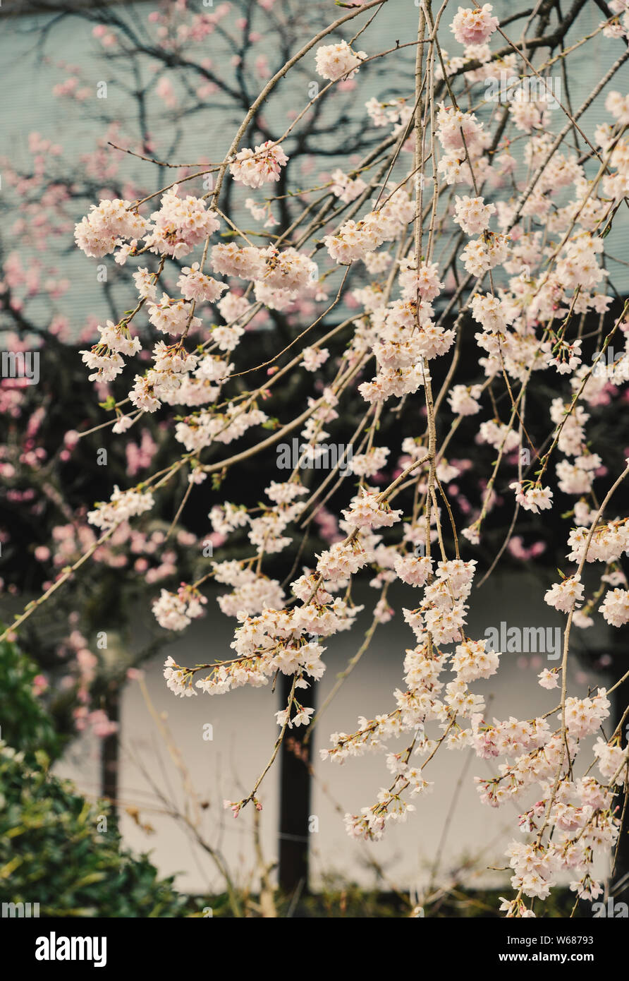 Cherry blossom (hanami) in Kyoto, Japan. Cherry blossom festivals are ...