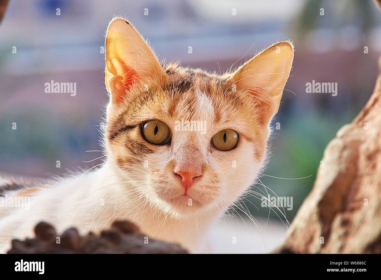 Cat in Ghardaia is city in Sahara desert, Algeria Stock Photo - Alamy