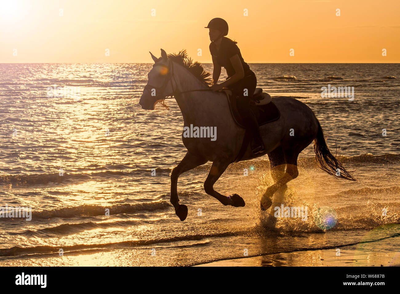 Horse galloping sunset hi-res stock photography and images - Alamy