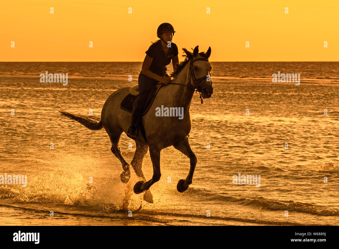 Horsewoman / female horse rider on horseback galloping through shallow ...