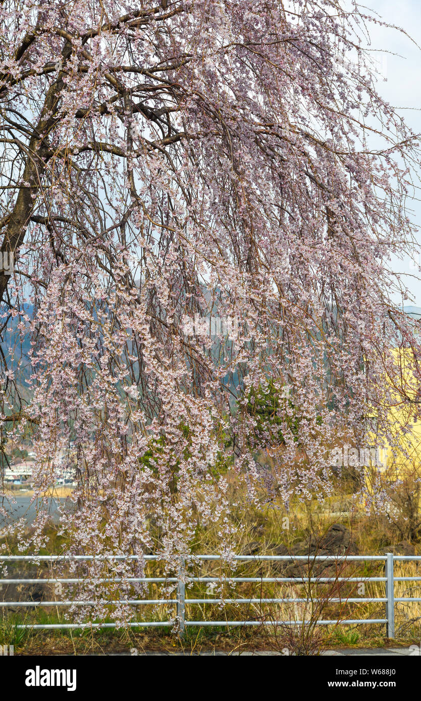 Cherry blossom (hanami) in Kyoto, Japan. Cherry blossom festivals are ...